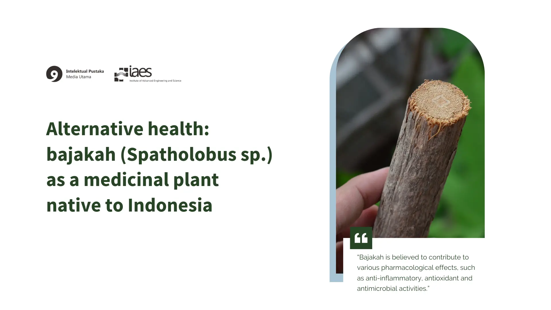 Alternative health: bajakah (Spatholobus sp.) as a medicinal plant ...